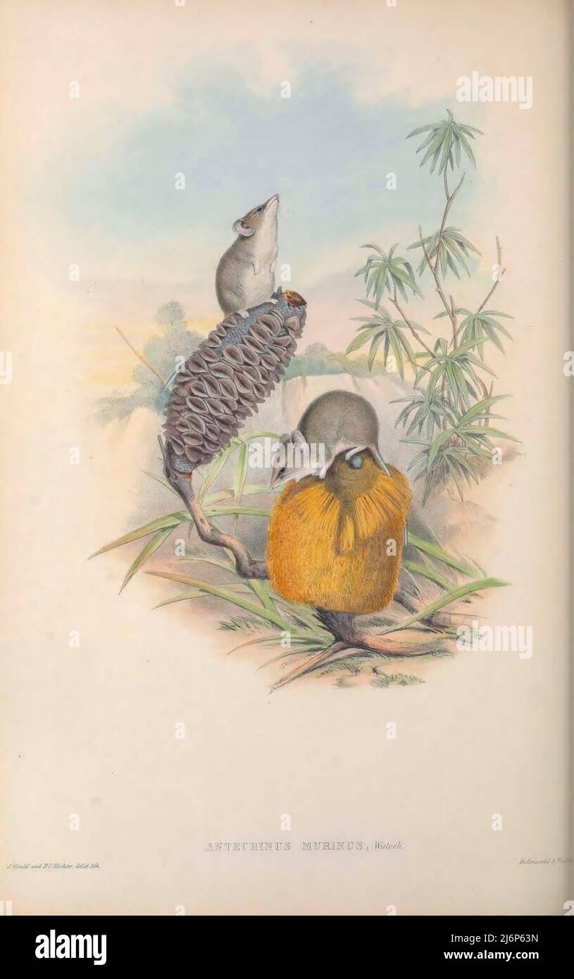 Australian mammal marsupial dasyurid hi-res stock photography and ...