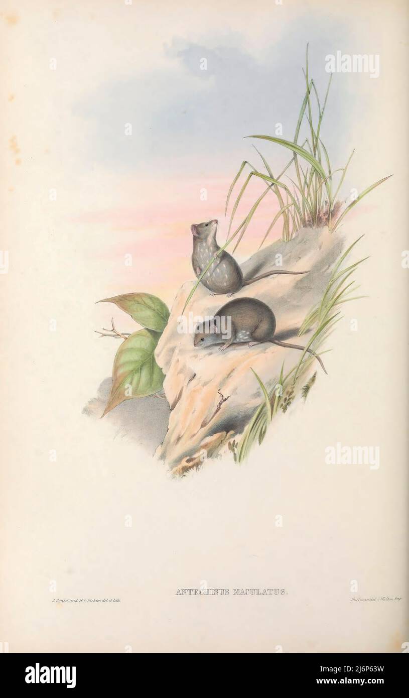 Australian mice hi-res stock photography and images - Alamy