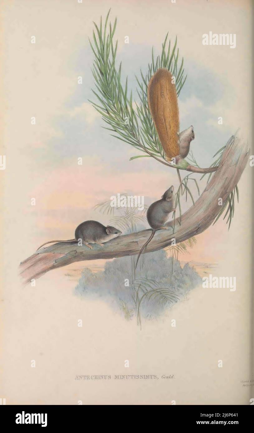 Antechinus minutissimus Antechinus is a genus of small dasyurid ...