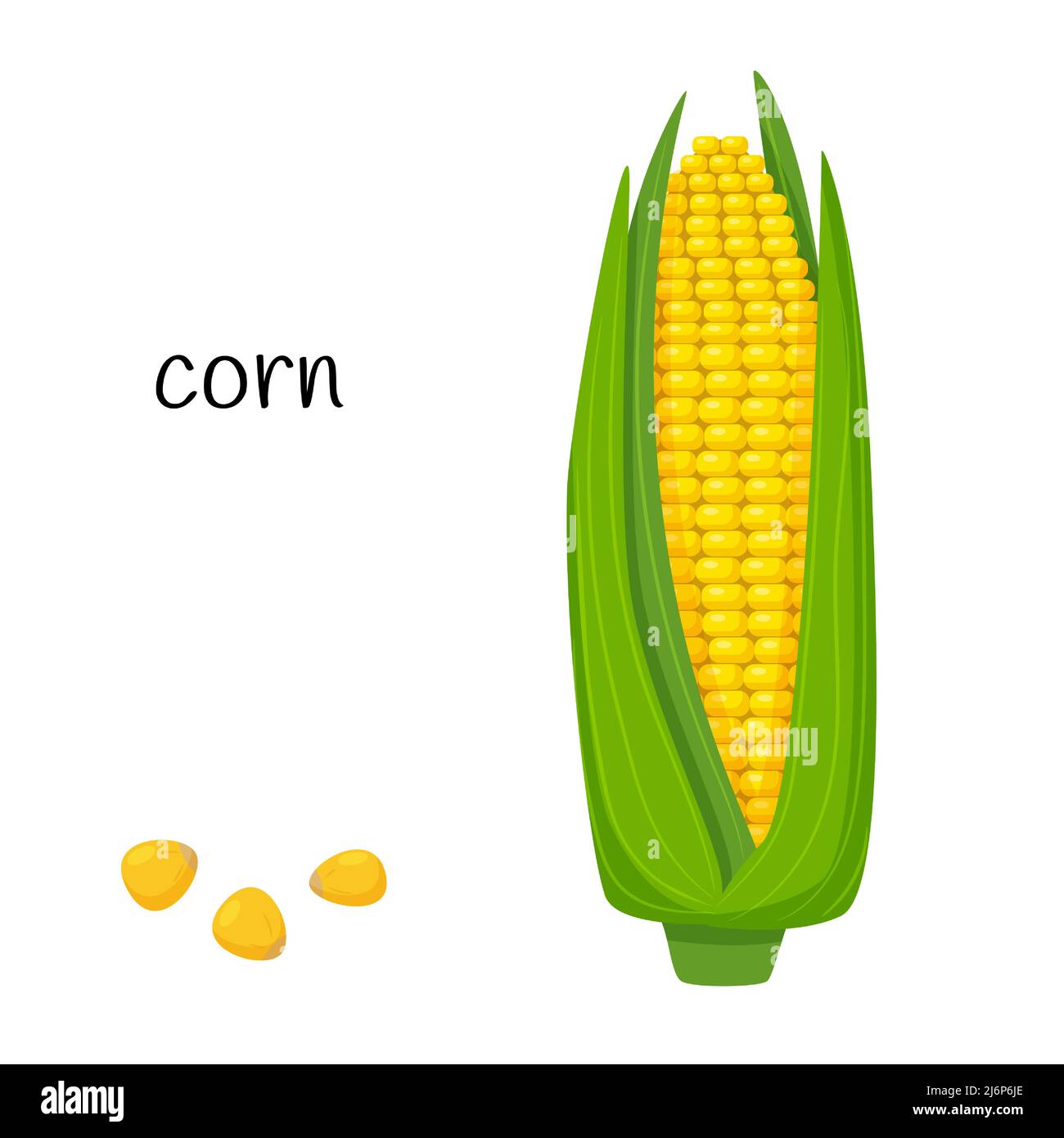 Corn vector hi-res stock photography and images - Alamy