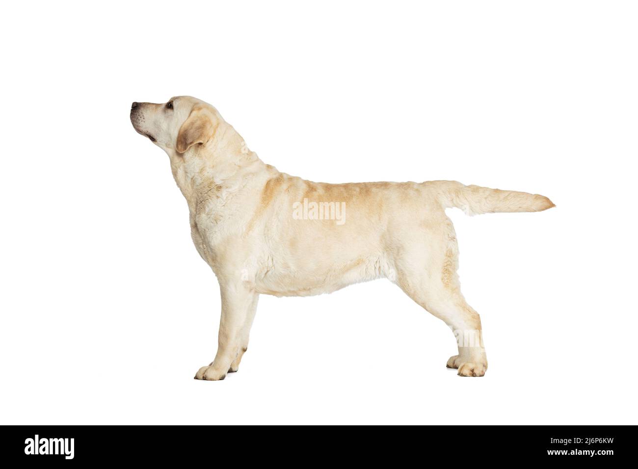 Portrait of adorable Labrador Retriever posing isolated on white studio ...