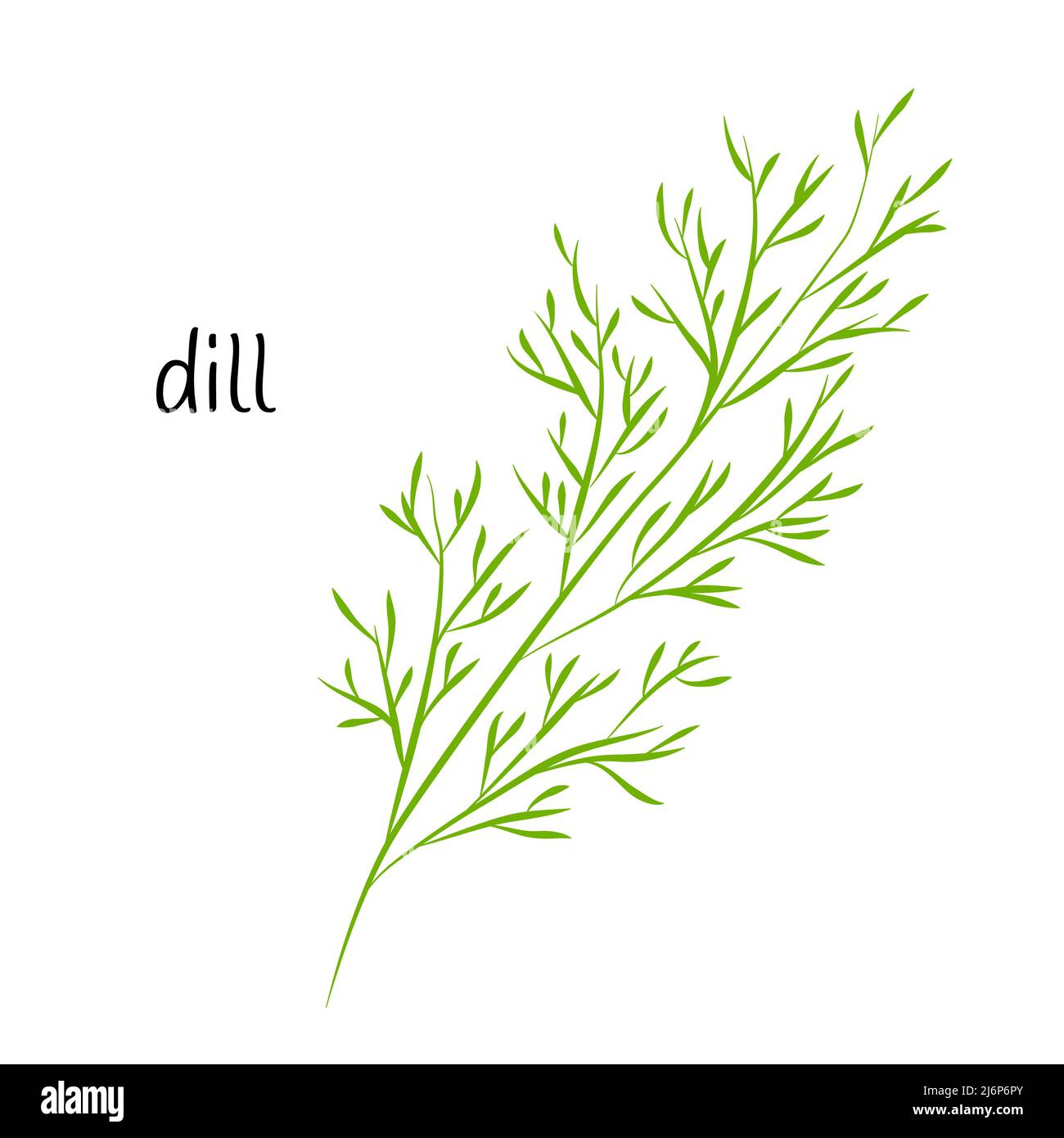 Dill Drawing