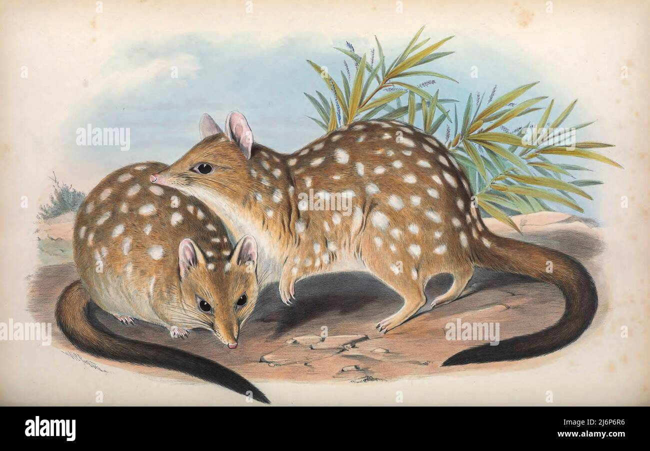 The western quoll (Dasyurus geoffroii Here as Dasyurus geotfroyi) is ...