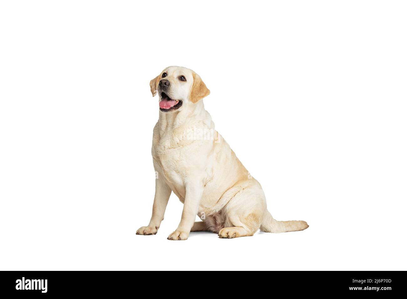 Studio shot of cute dog, cream color Labrador Retriever isolated on ...