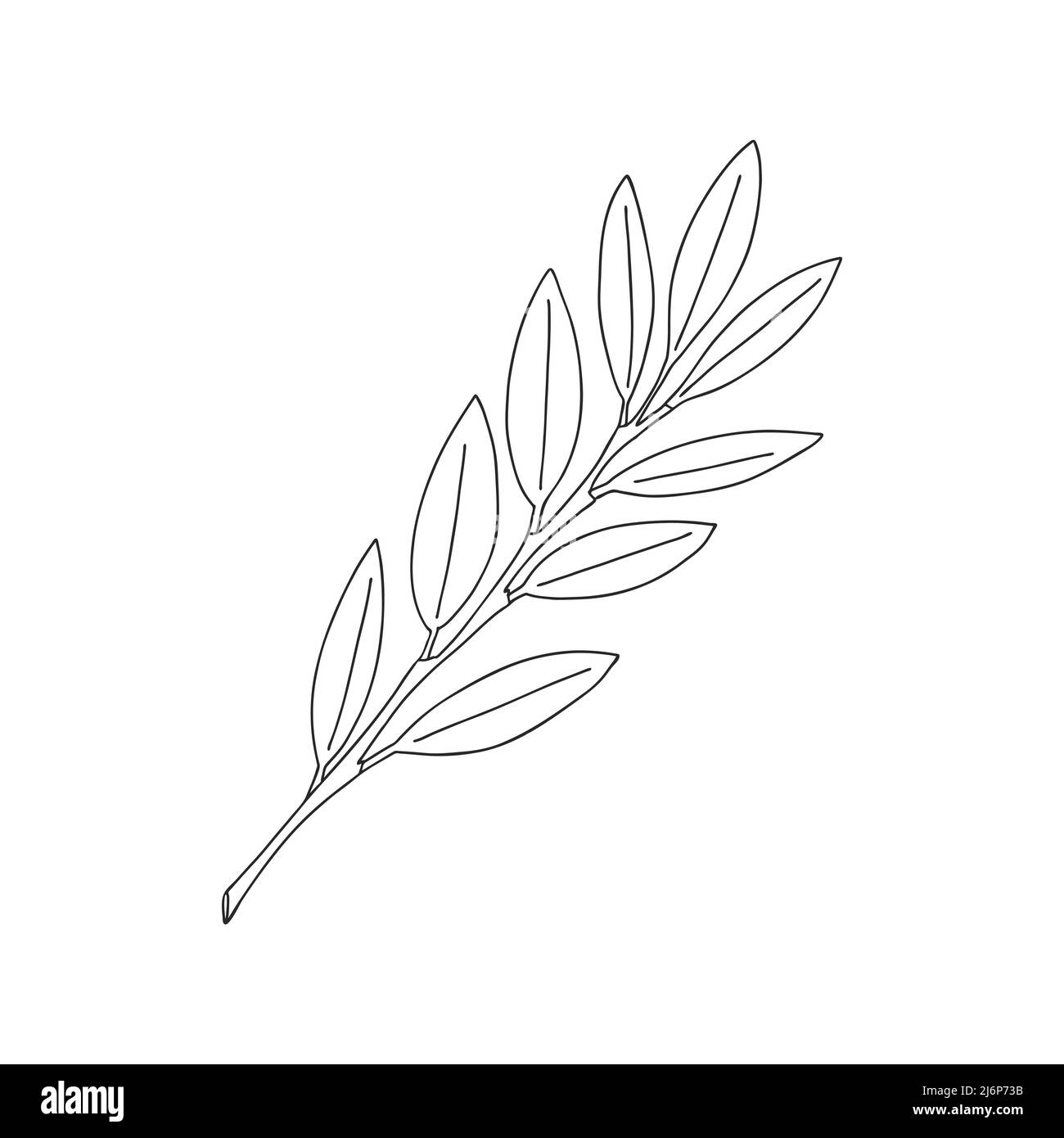 A sprig of plants with leaves on the stem. Botanical decorative element ...