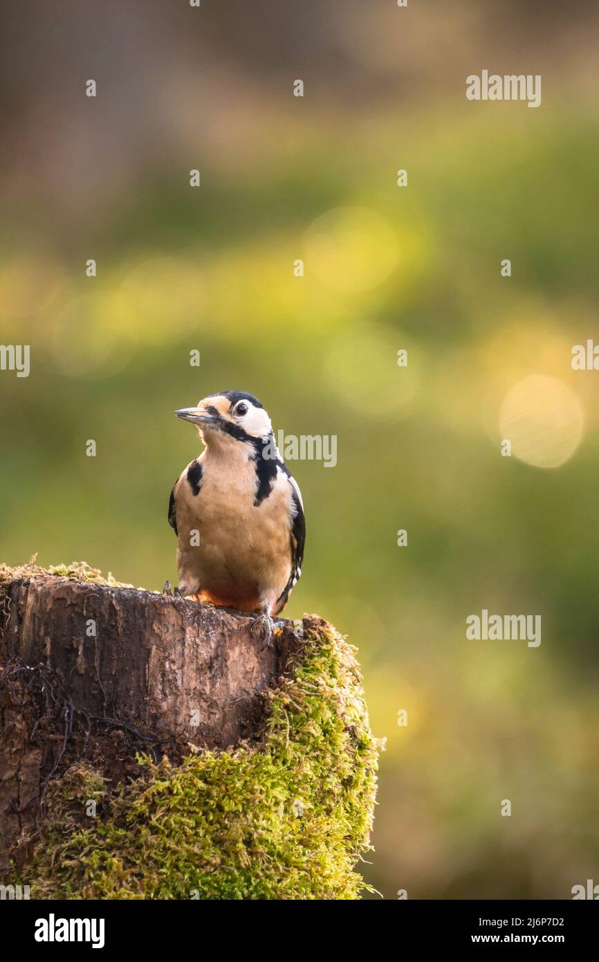 Great spotted woodpeckers scotland hi-res stock photography and images ...
