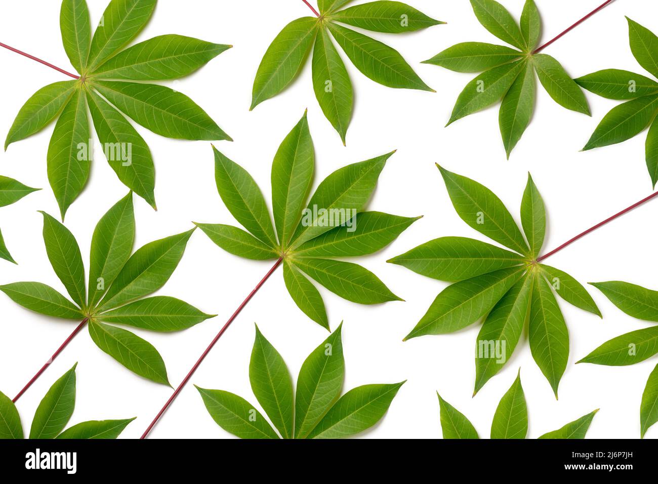 Closeup fresh cassava leaves manihot hi-res stock photography and ...