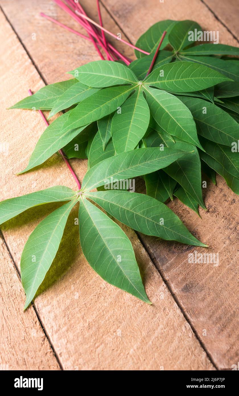 cassava or manihot plant leaves on a wooden table top, also known as ...