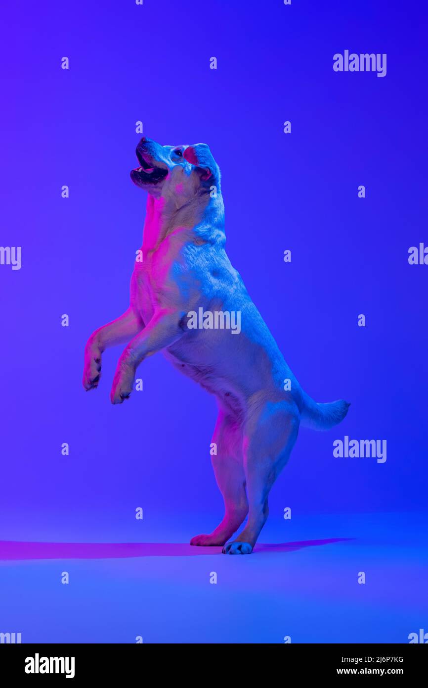 Portrait of beautiful golden Labrador, purebred dog posing isolated on ...