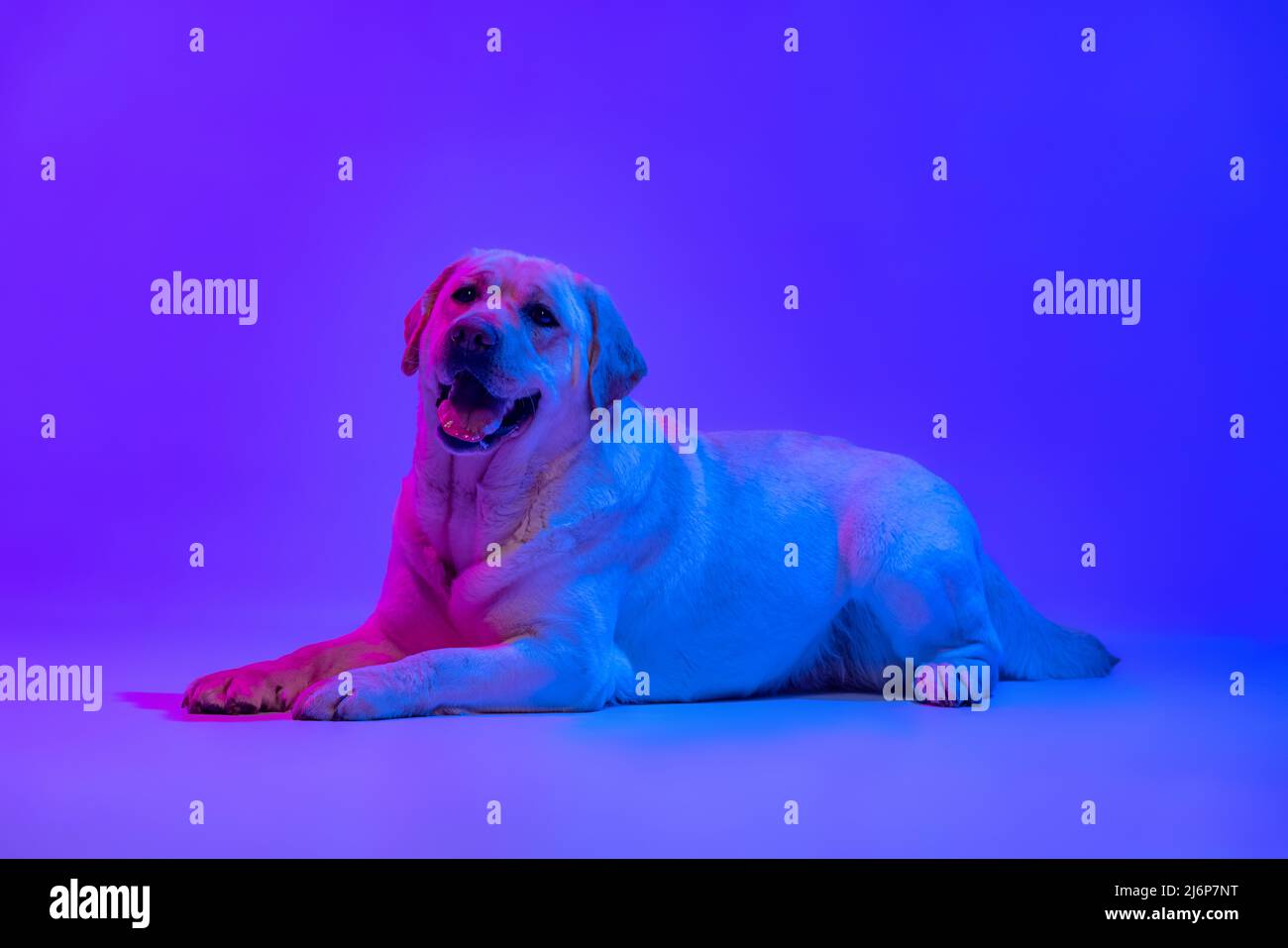 Portrait of beautiful golden Labrador, purebred dog posing isolated on ...