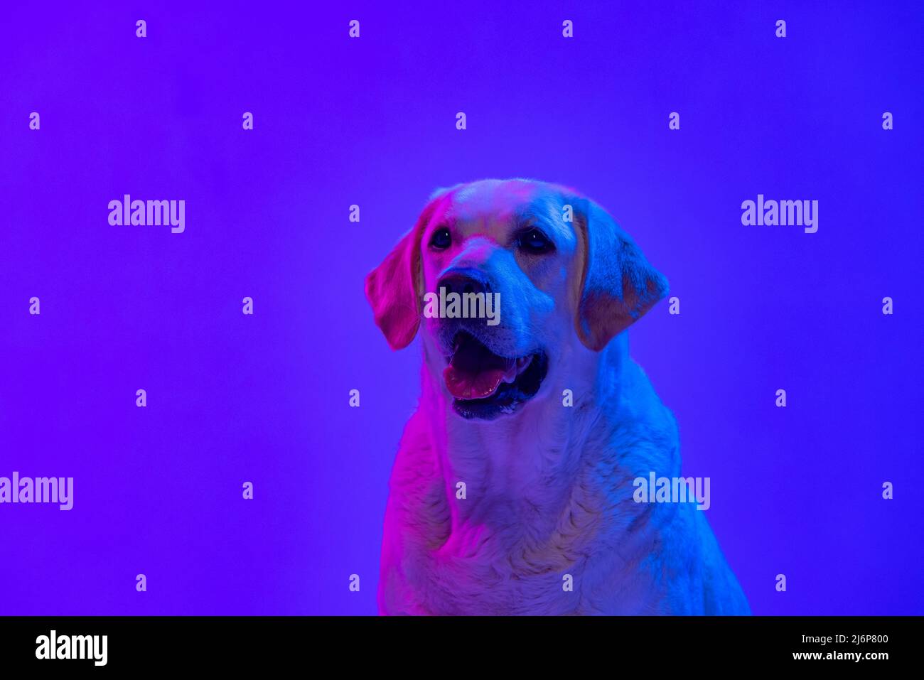 Portrait of beautiful golden Labrador, purebred dog posing isolated on ...