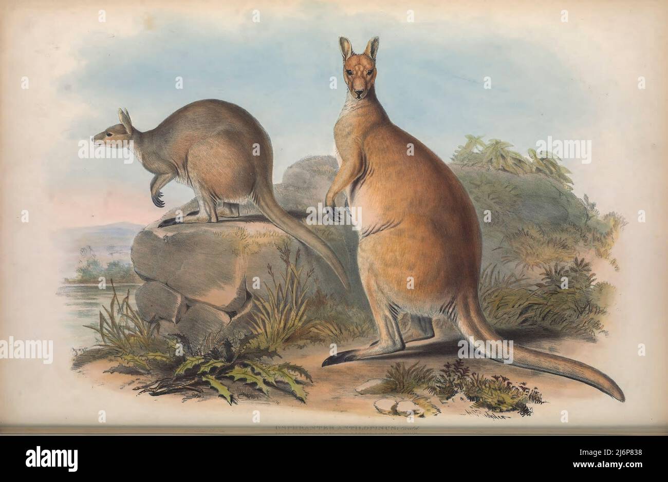 The antilopine kangaroo (Osphranter antilopinus), also known as the ...