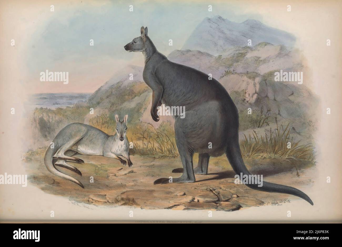 Euro kangaroo hi-res stock photography and images - Alamy