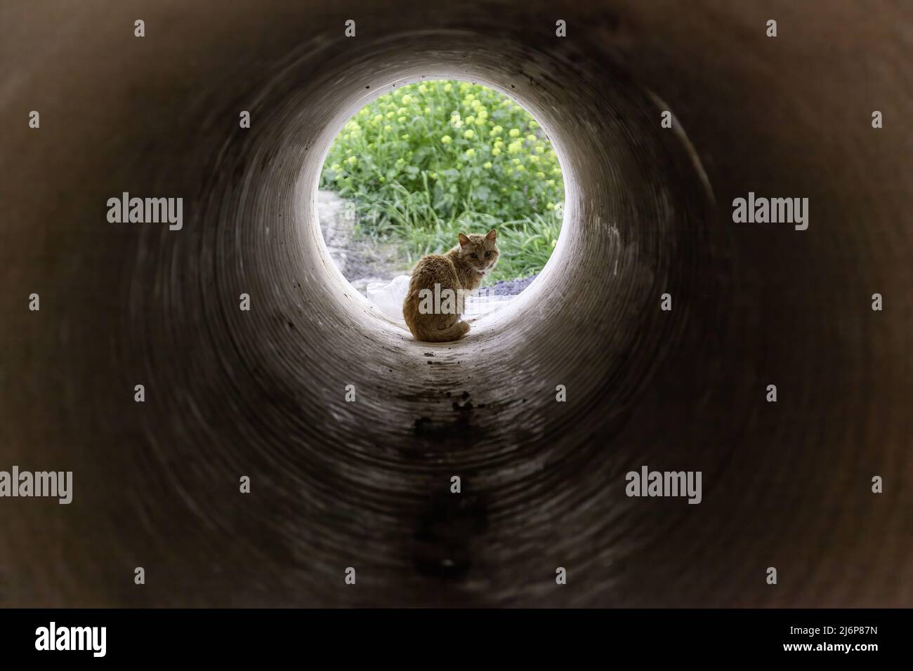 Detail of wild cat in a pipe in the city, abandonment Stock Photo - Alamy