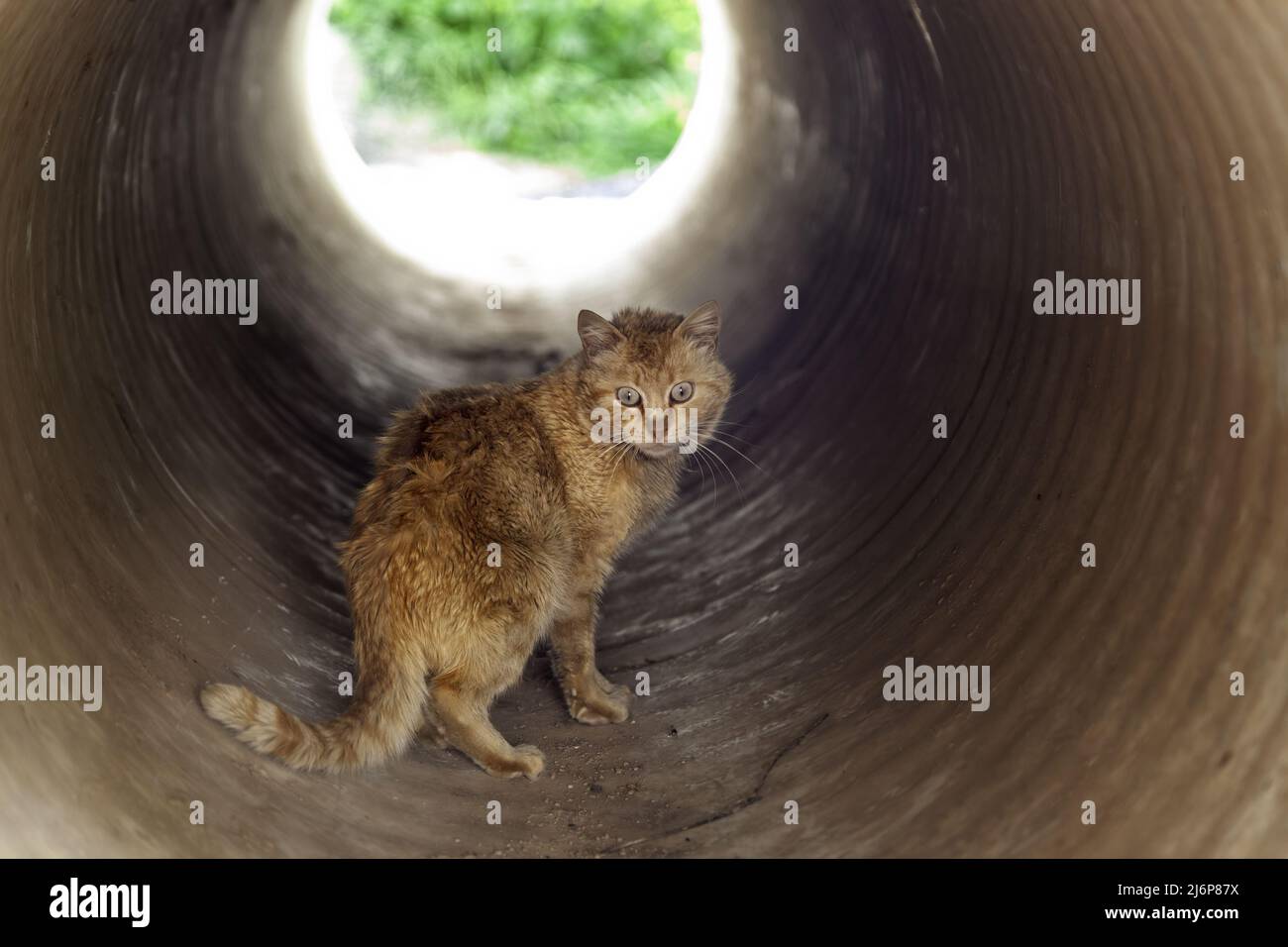 Cat and pipes hi-res stock photography and images - Alamy