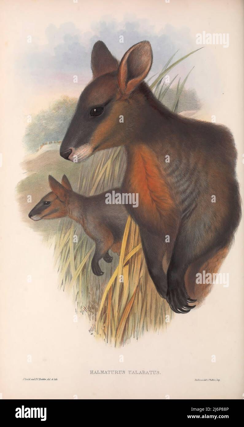The swamp wallaby (Wallabia bicolor here as Halmaturus ualabatus) is a ...