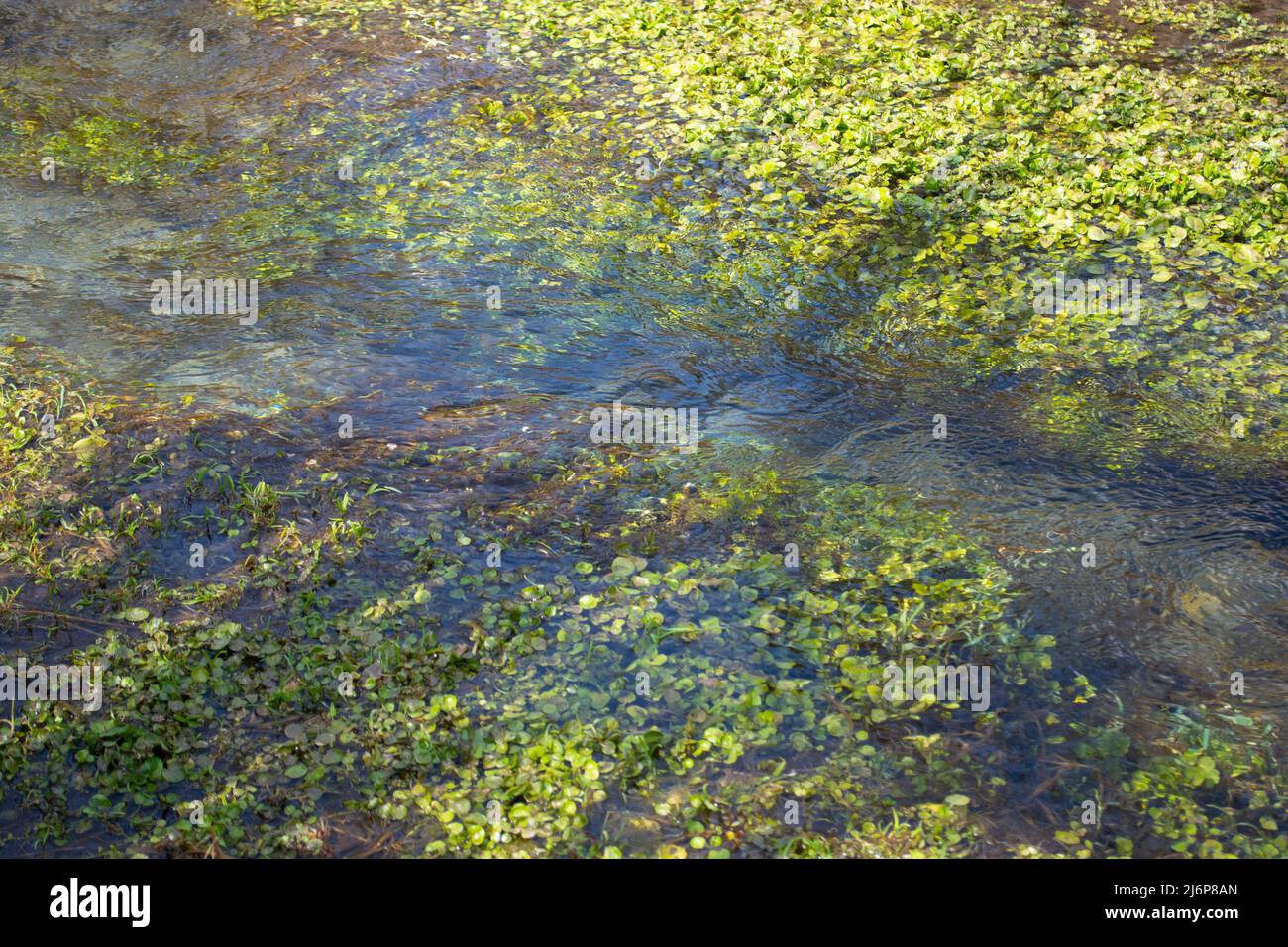 Clear Stream with Green Natural Water Plants Stock Photo - Alamy