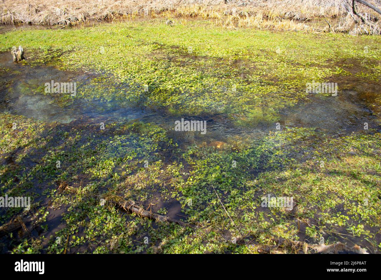 Clear Stream with Green Natural Water Plants Stock Photo - Alamy