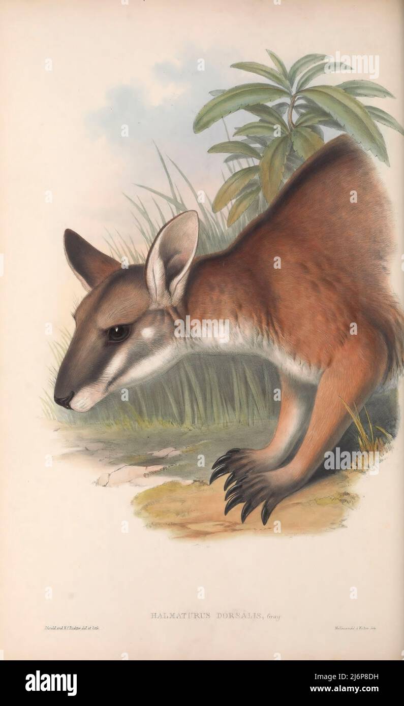 Notamacropus dorsalis hi-res stock photography and images - Alamy