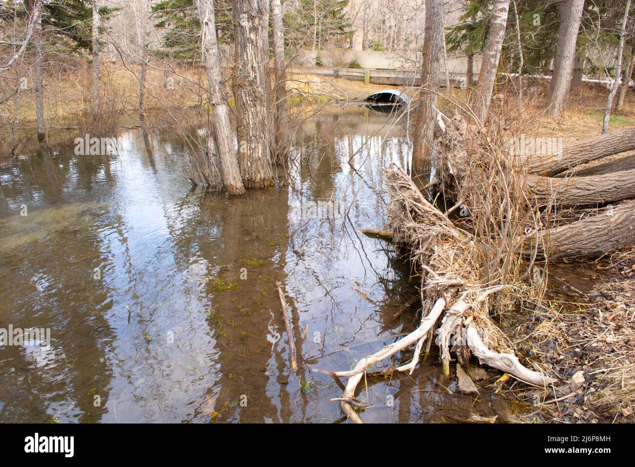 Culvert Pipe Under Road From Stream Oxbow in Park Stock Photo - Alamy