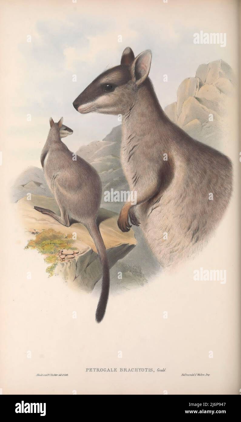 The short-eared rock-wallaby (Petrogale brachyotis) is a species of ...