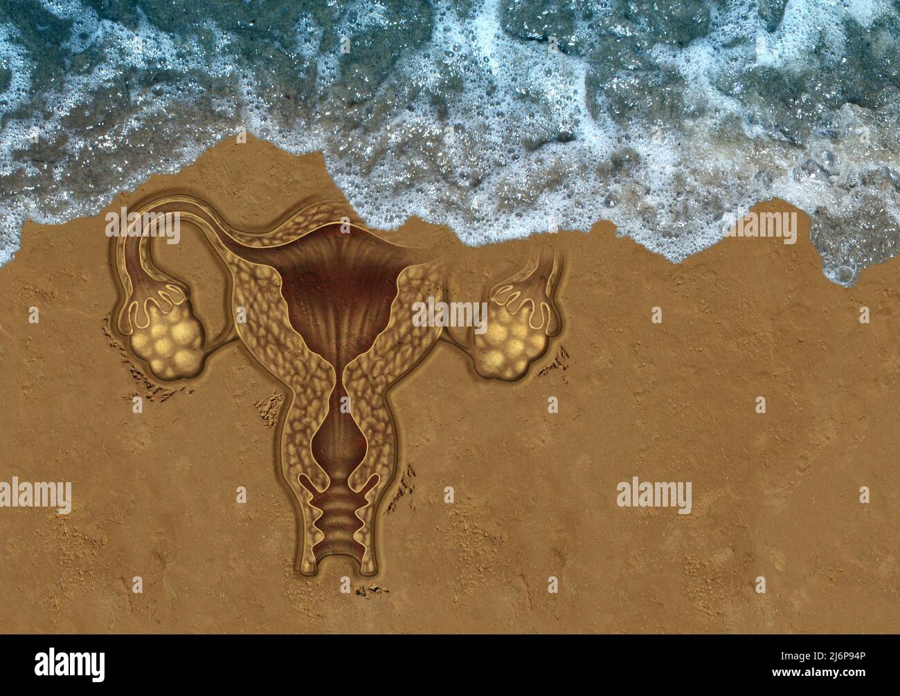 Human uterus hi-res stock photography and images - Alamy