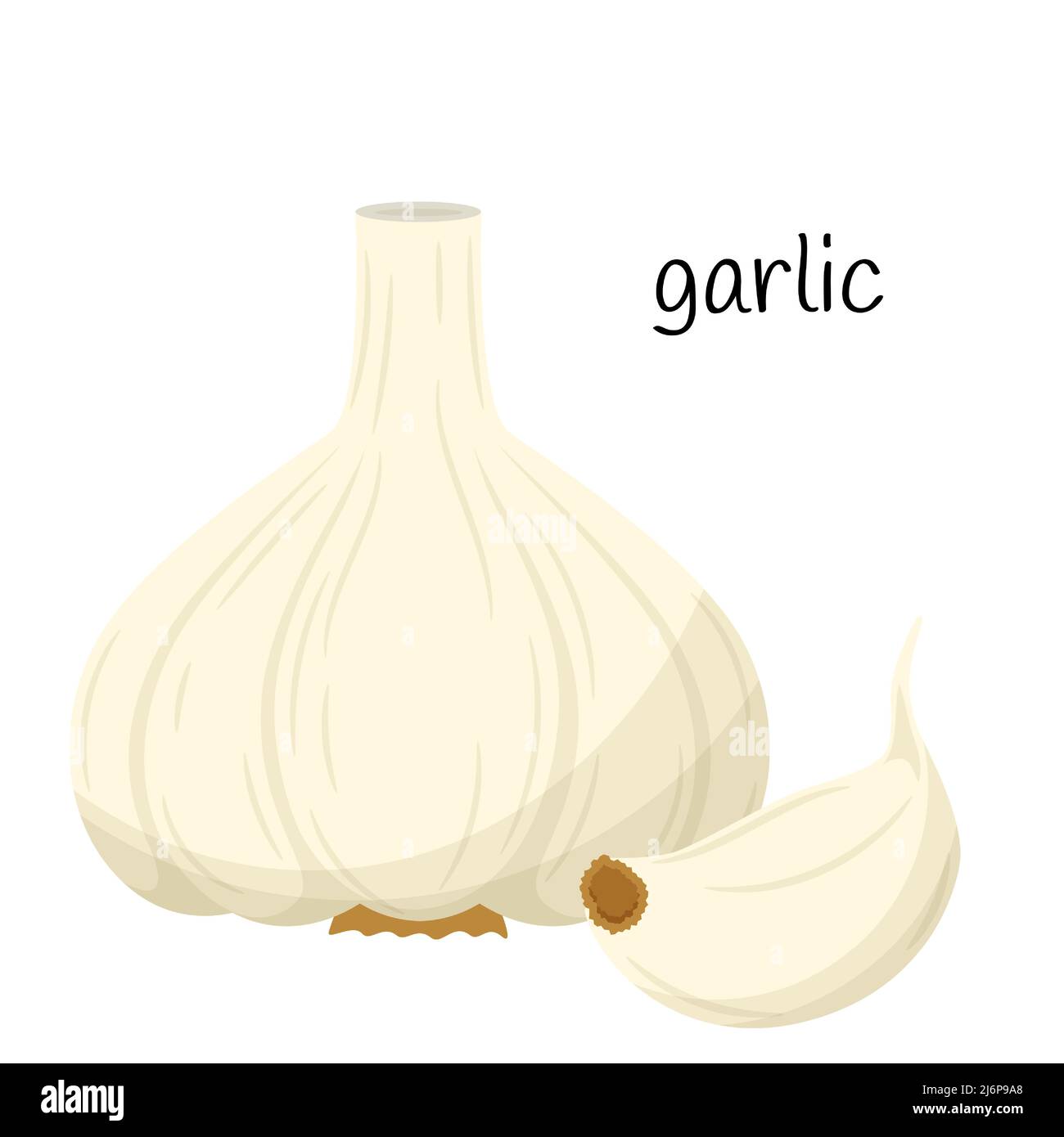 Head of garlic. Whole and a clove of garlic. Vegetable, ingredient, the ...