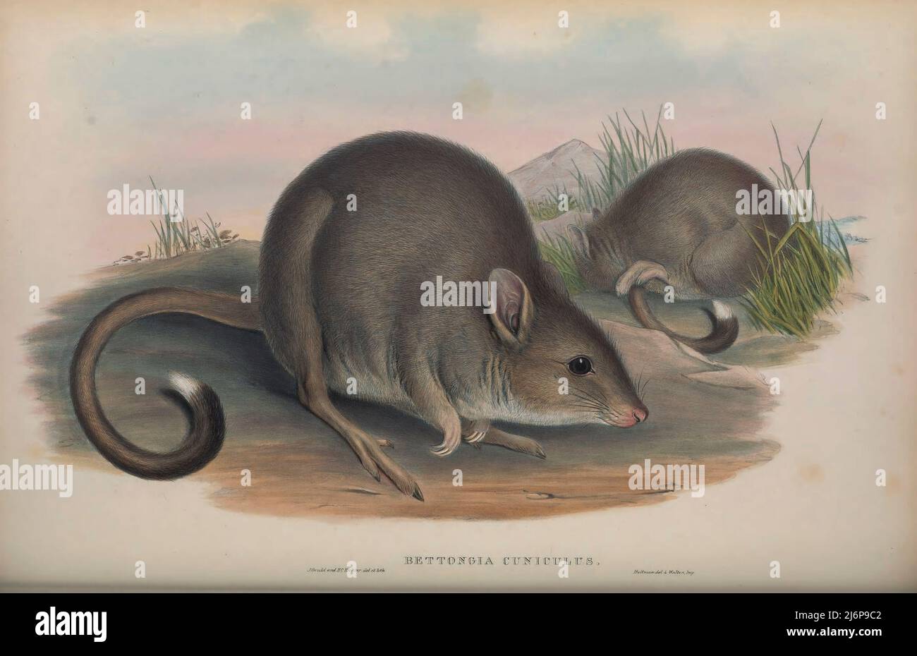 The eastern bettong (Bettongia gaimardi), also known as the Balbo ...