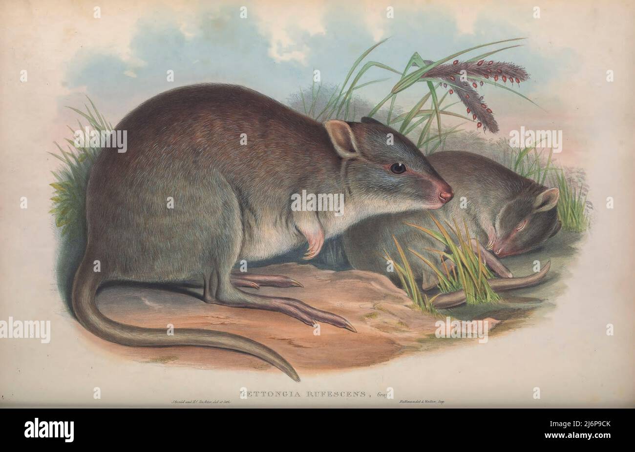 Also known as the jerboa marsupial hi-res stock photography and images ...