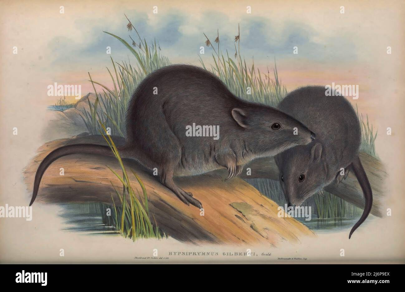 Australian nocturnal animals hi-res stock photography and images - Alamy