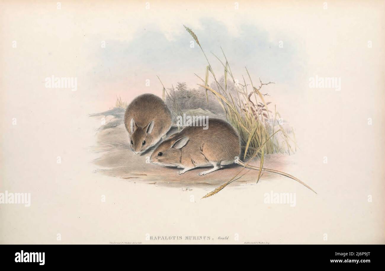 Historic australian mammals hi-res stock photography and images - Alamy