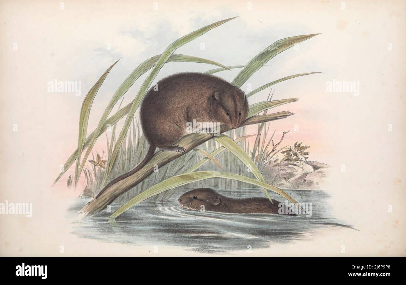 Australian nocturnal animals hi-res stock photography and images - Alamy