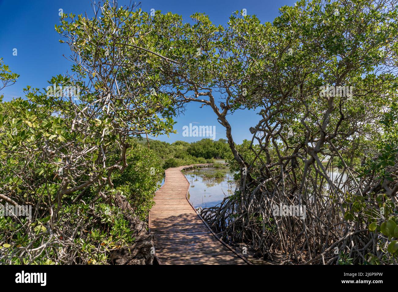 Pontoon in the mangrove of salines beach, Sainte-Anne, Martinique, FWI ...