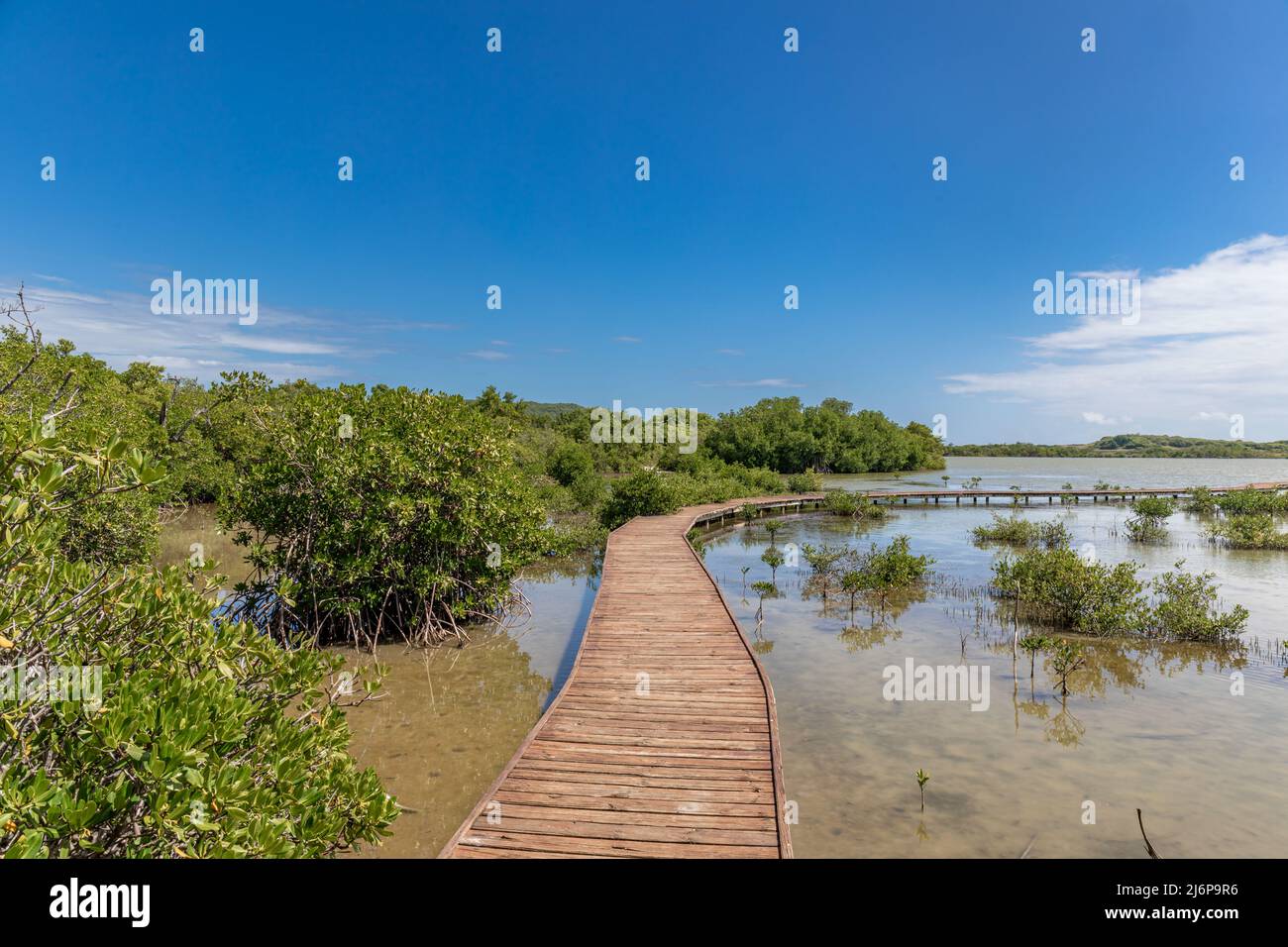 Pontoon in the mangrove of salines beach, Sainte-Anne, Martinique, FWI ...