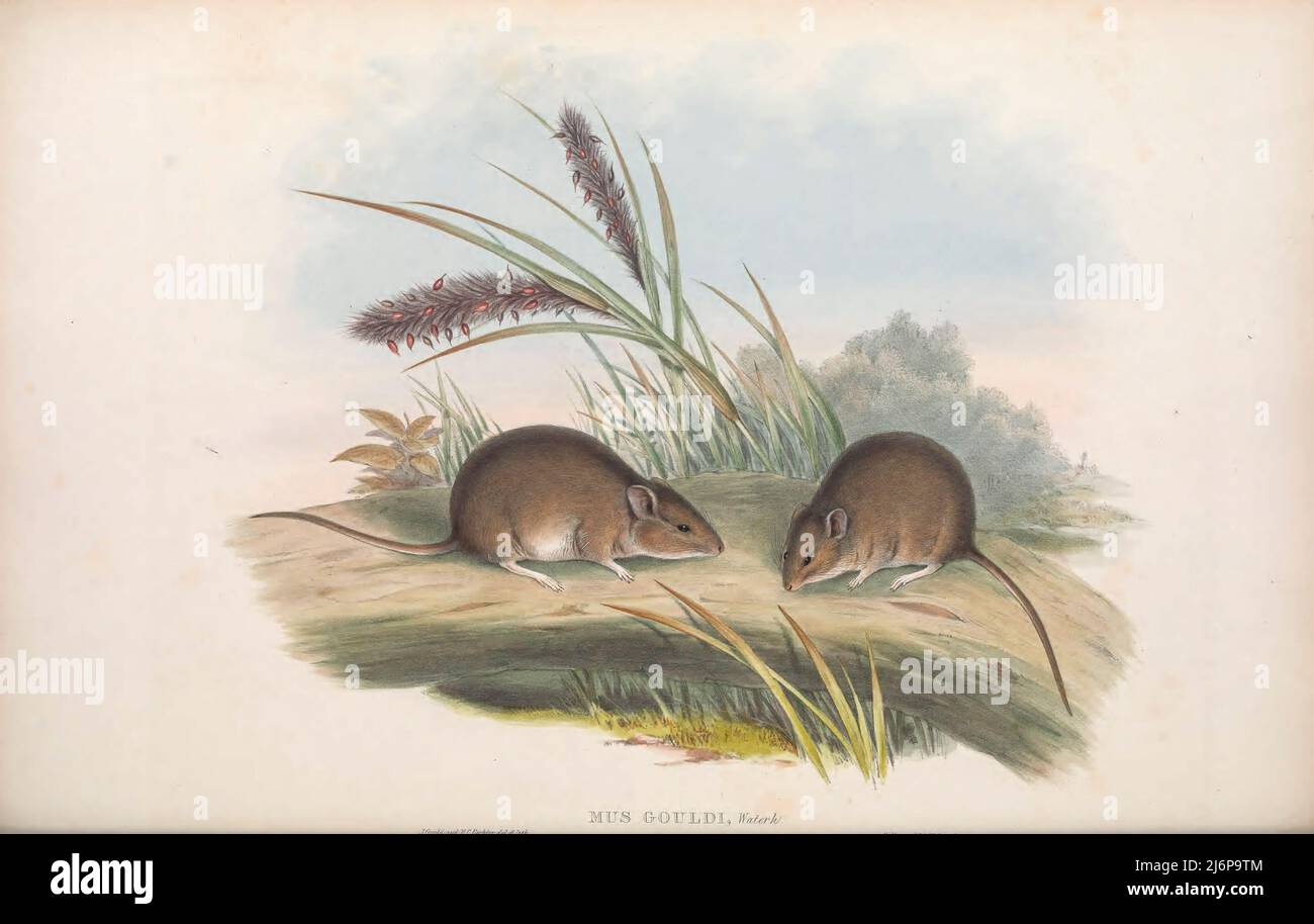 Shark bay mouse hi-res stock photography and images - Alamy