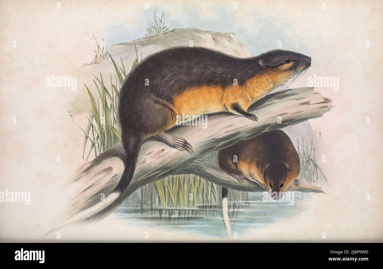 Native rodent hi-res stock photography and images - Alamy