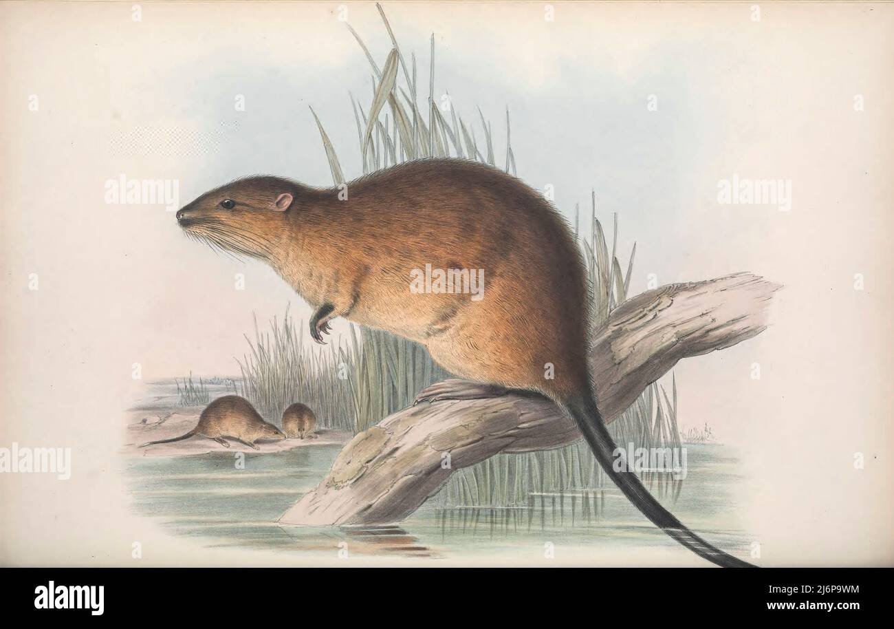 Native rodent hi-res stock photography and images - Alamy