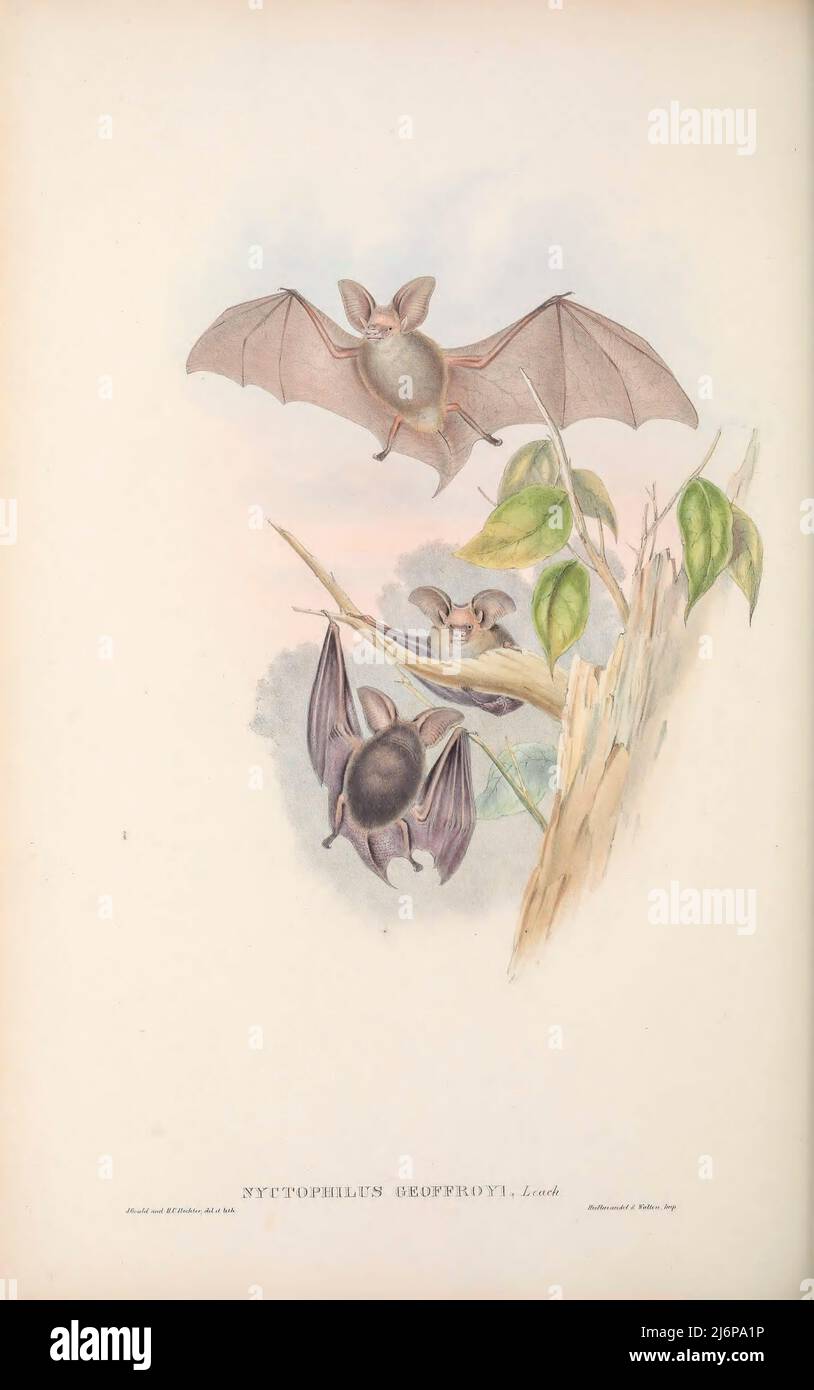 Australian bat species hi-res stock photography and images - Alamy