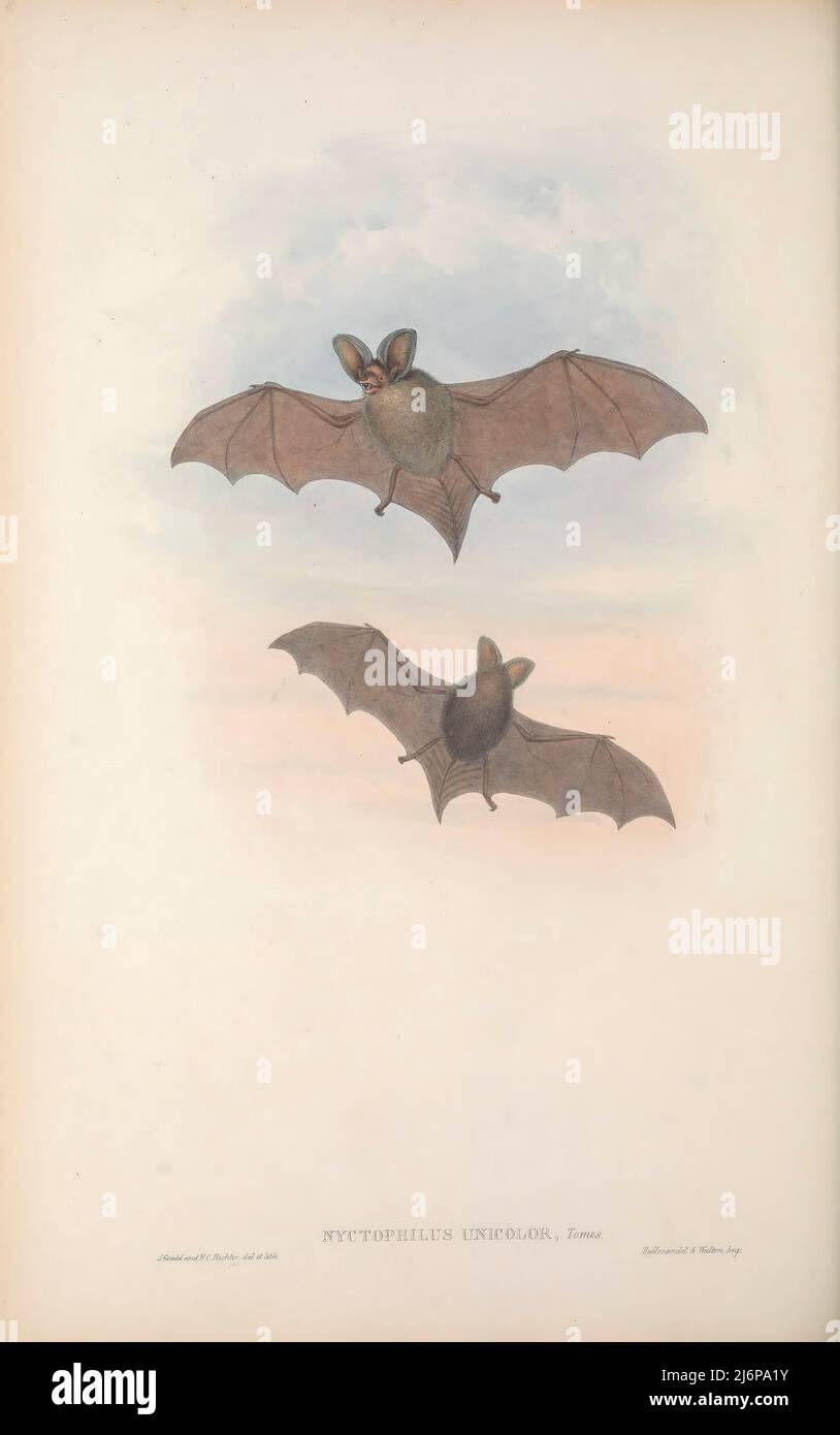 Long eared bats flying hi-res stock photography and images - Alamy