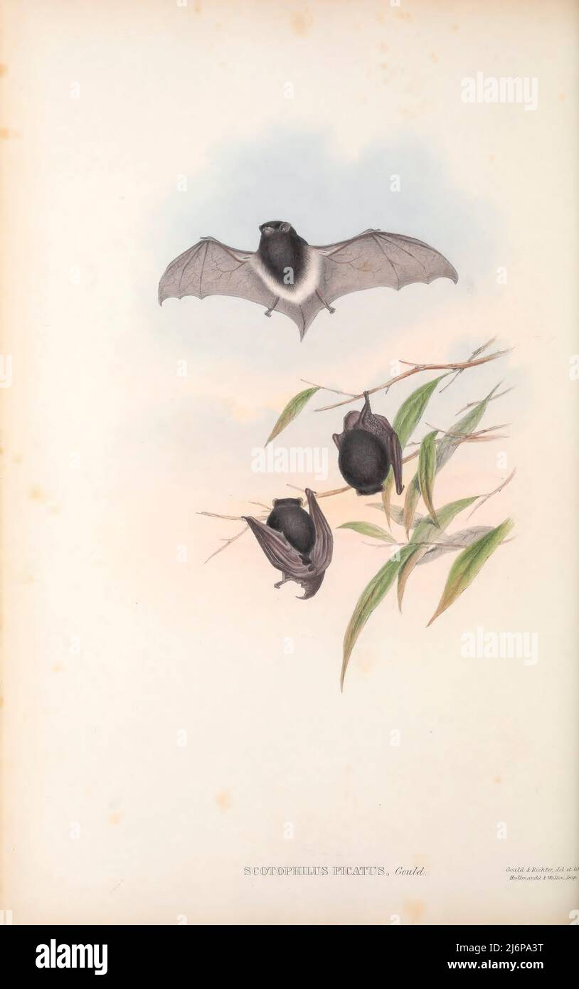 Pied bats hi-res stock photography and images - Alamy