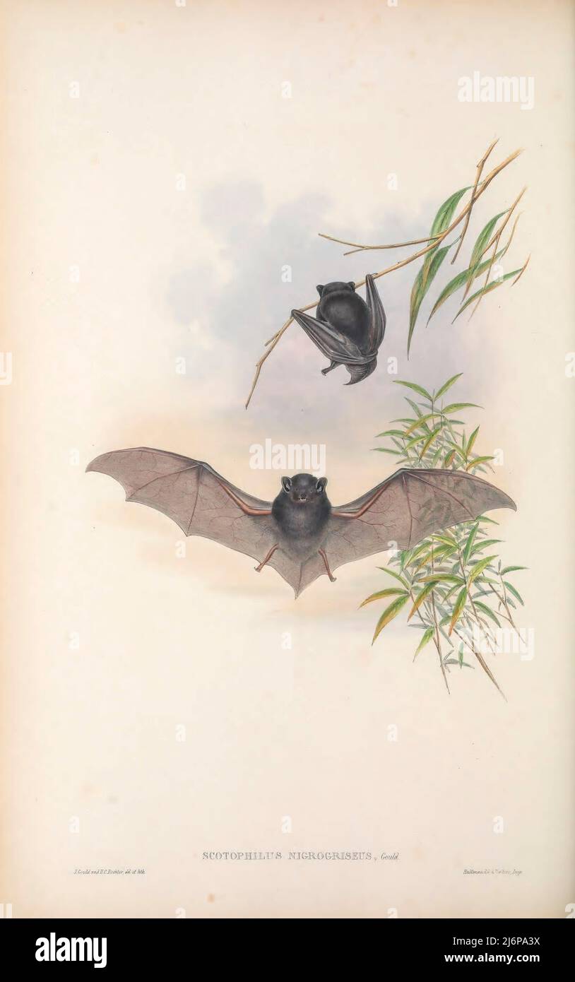 Southern yellow bat hi-res stock photography and images - Alamy