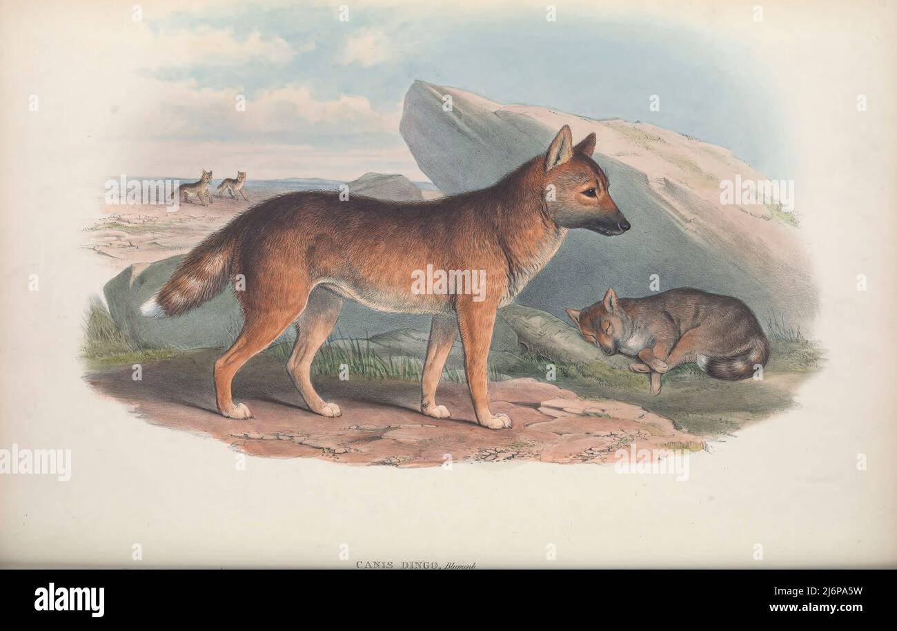 Dingo australia science hi-res stock photography and images - Alamy