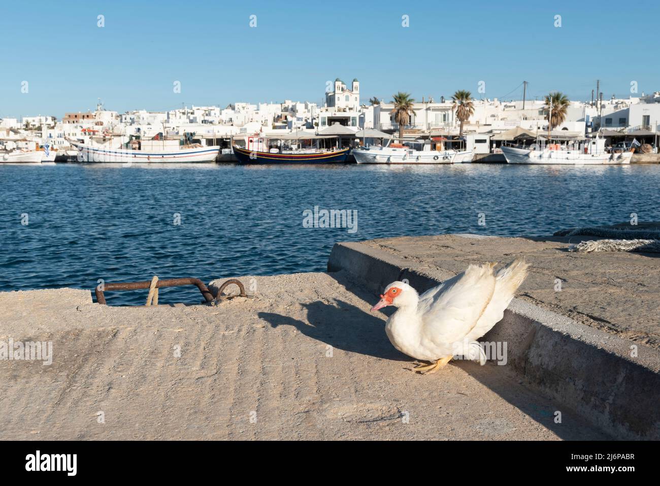 White duck in the harbour in Naousa, Paros Stock Photo - Alamy
