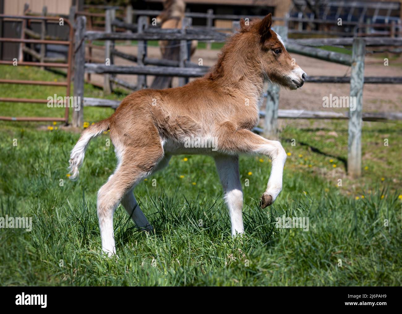 Newborn Icelandic horse colt playing in the pasture Stock Photo - Alamy