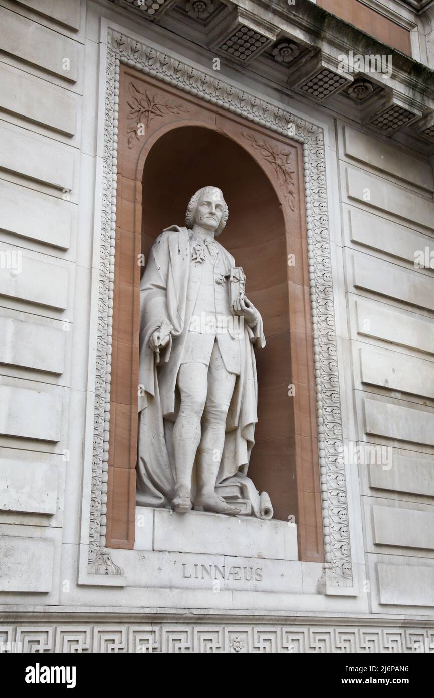 Statue of Carl Linnaeus at Royal Academy of Arts, London, England, UK ...