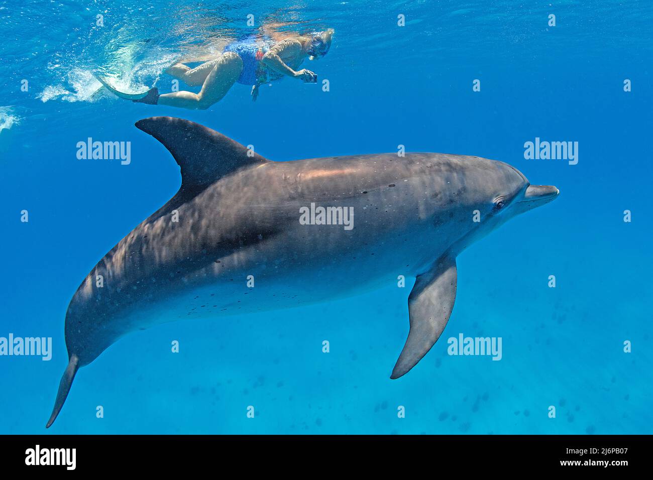 Dolphin swimming under water hi-res stock photography and images - Alamy