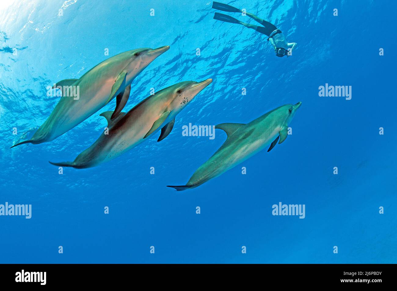 Snorkelers swimming with Atlantic spotted dolphins (Stenella frontalis ...