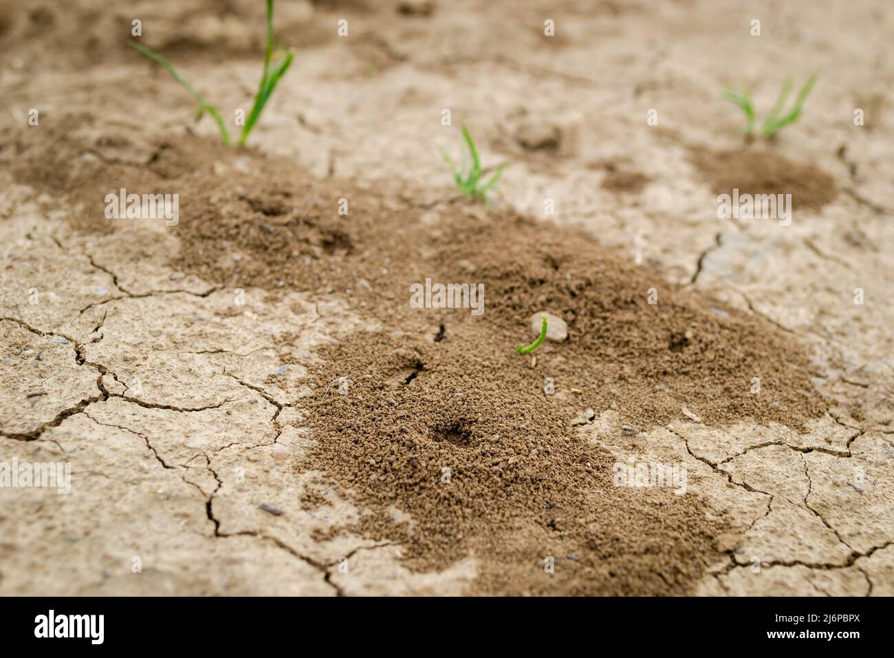Picture of an anthill built in the ground in close-up Stock Photo - Alamy