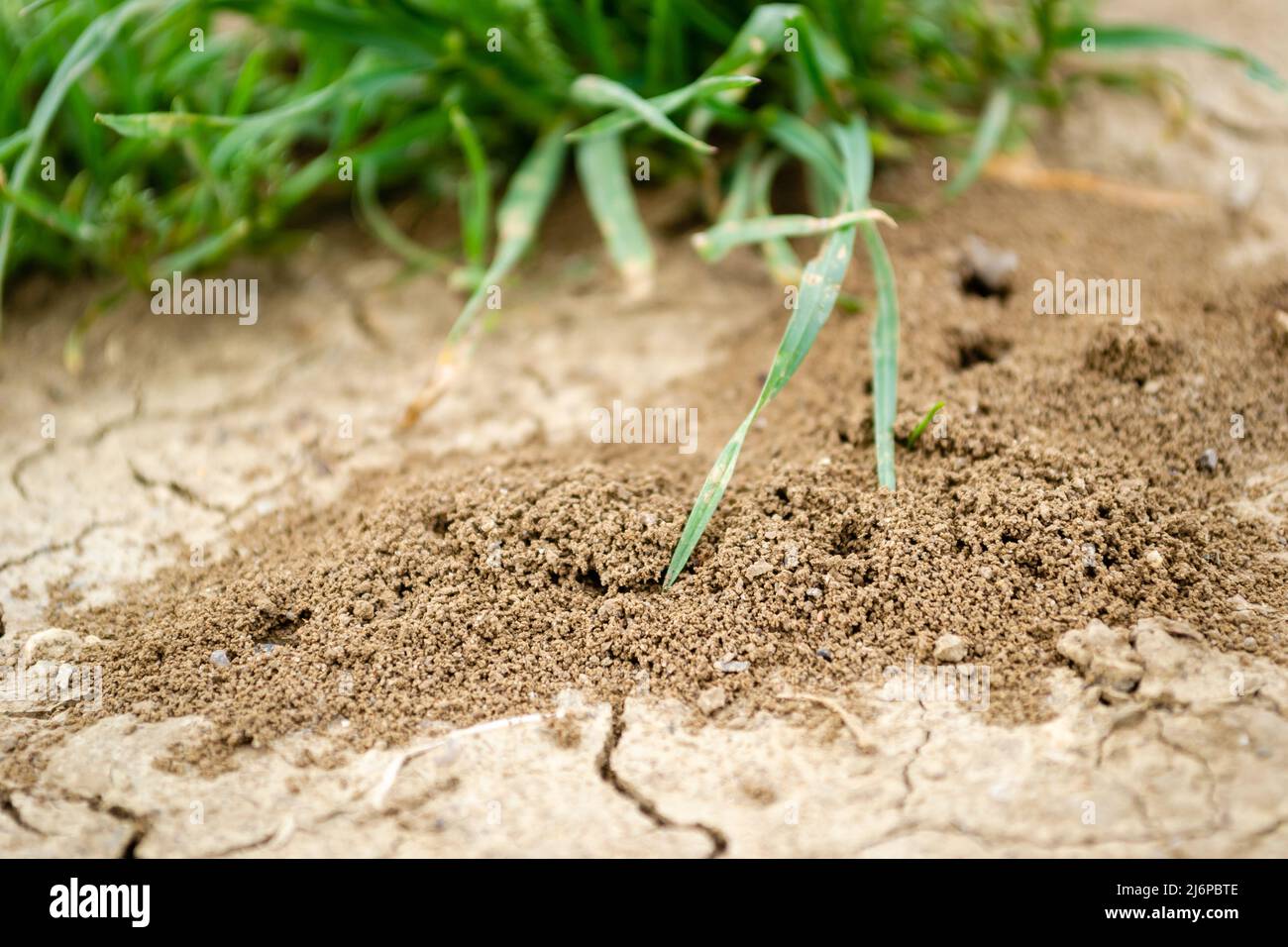 Built anthill hi-res stock photography and images - Alamy