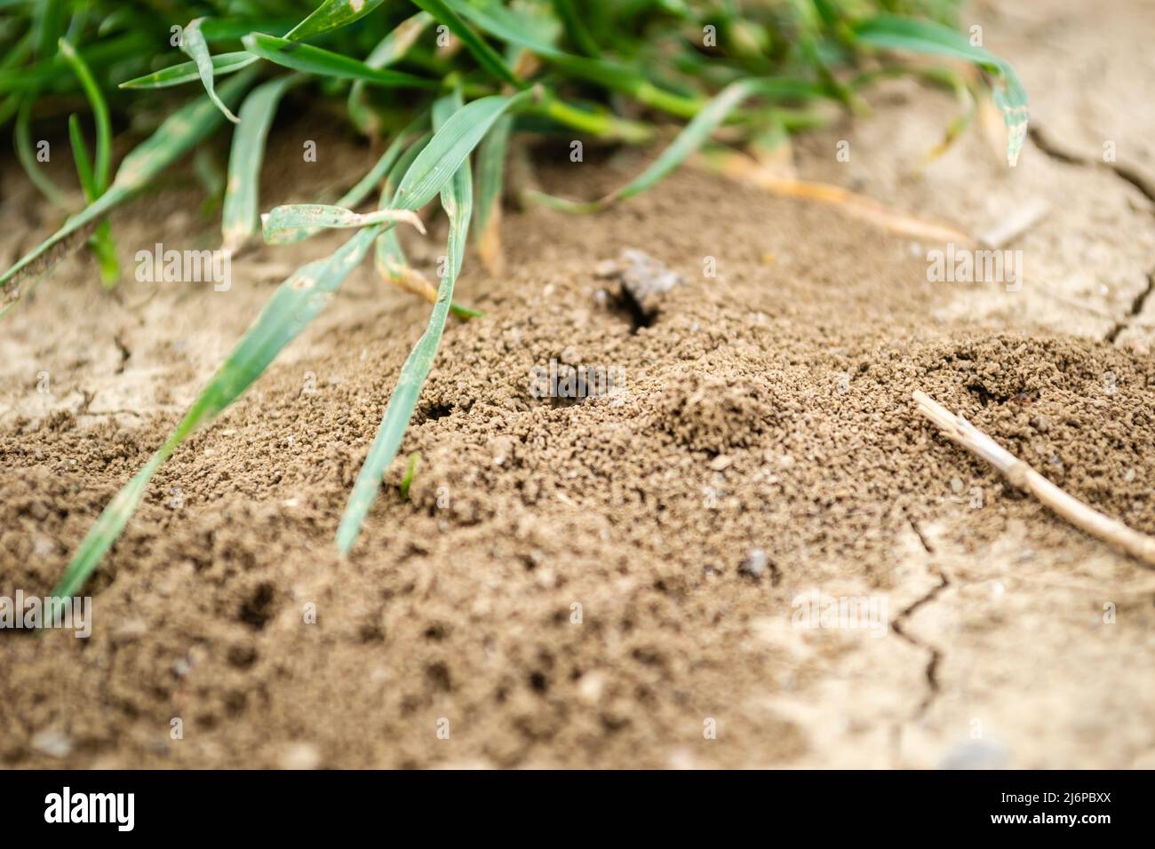 Picture of an anthill built in the ground in close-up Stock Photo - Alamy